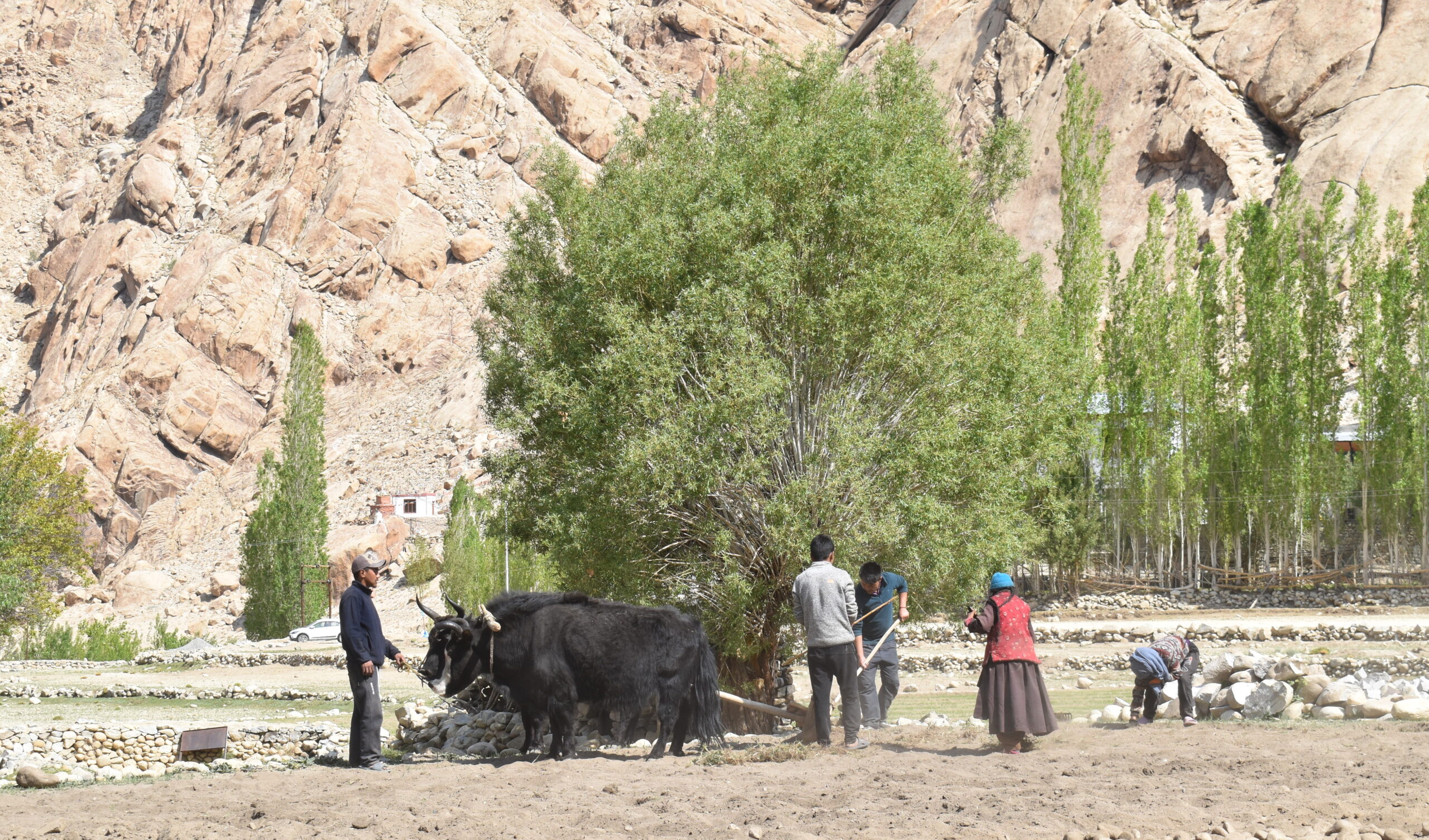 Authentic, Indigenous and Organic Products of Ladakh | Ladakh Basket